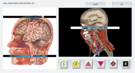Professional Holistic Body Analyser - Art of Health